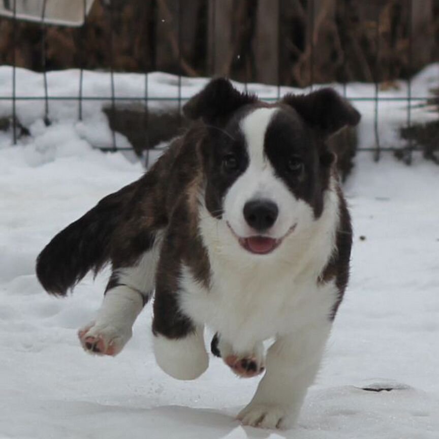 Классные детки вельш корги кардиган