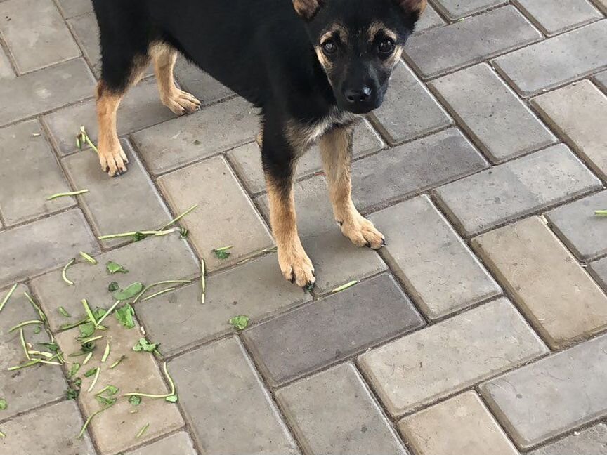 Щенки пинчер