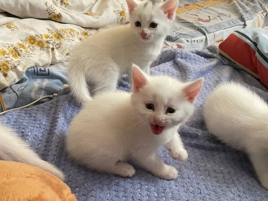Котята в добрые руки бесплатно мальчик и кошка
