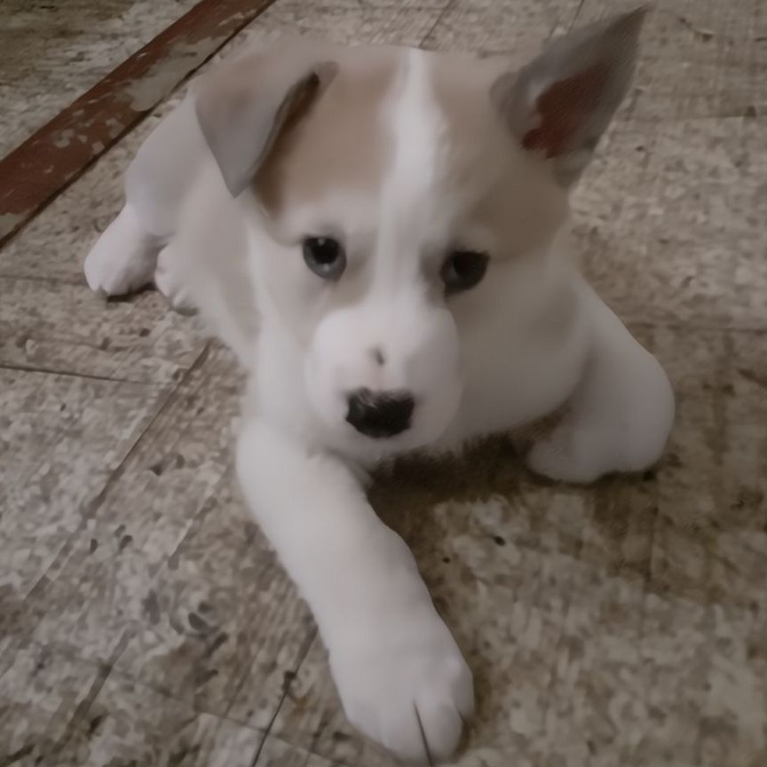 Восточносибирская лайка, щенок