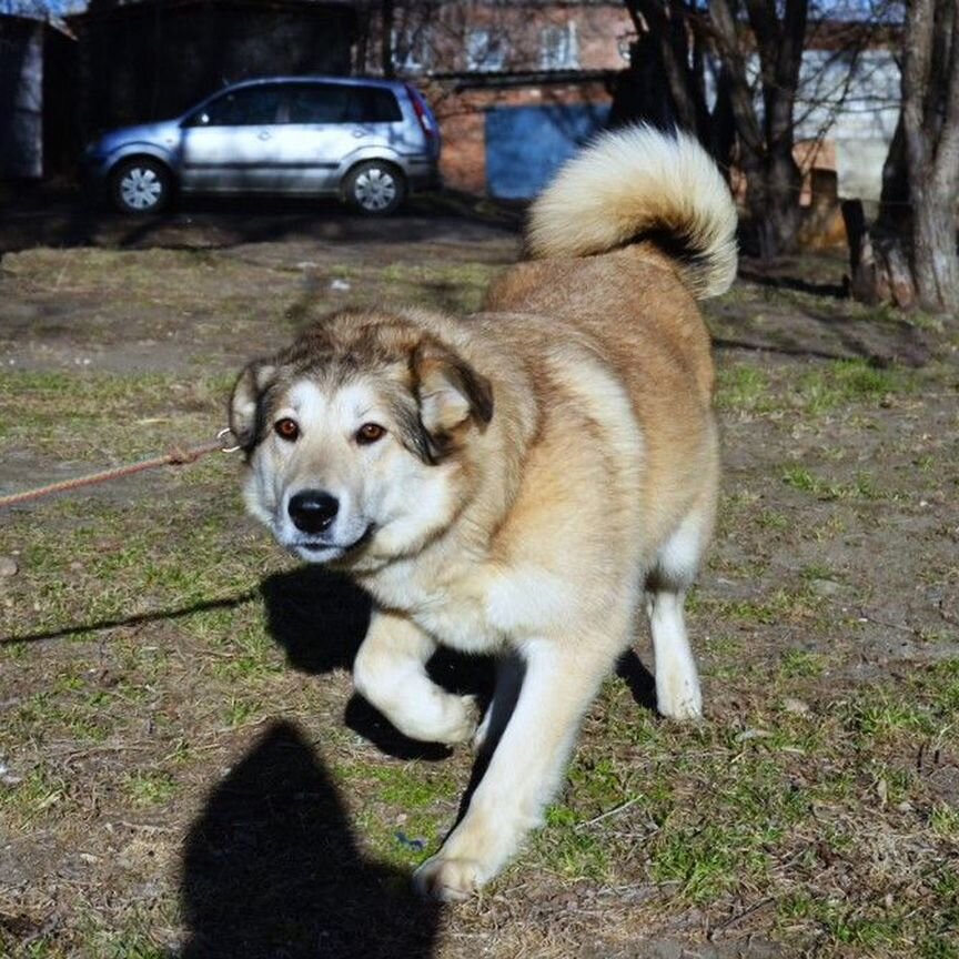 Отдам метиса лайки. 1 год. Стерилизована
