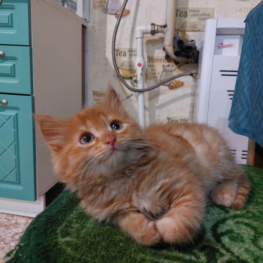 Котик Рыжий Бориска