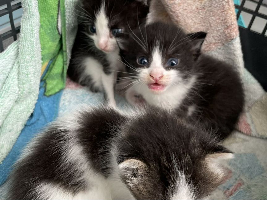 Котята в добрые руки бесплатно