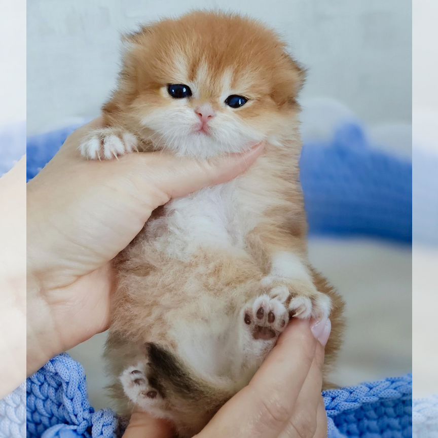 Британский длинношёрстный котёнок