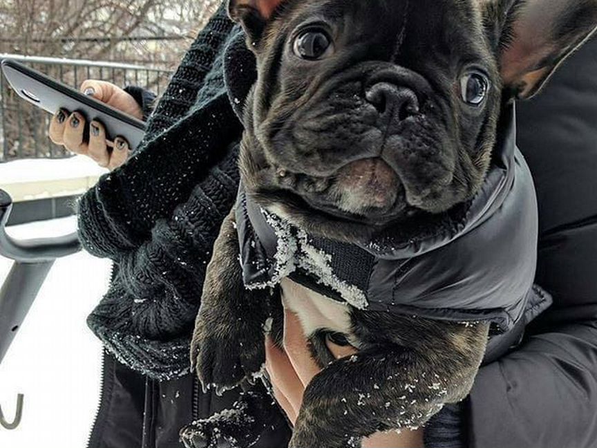 Продам щенка француза