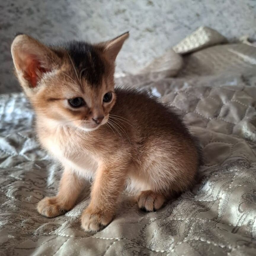 Абиссинские котята