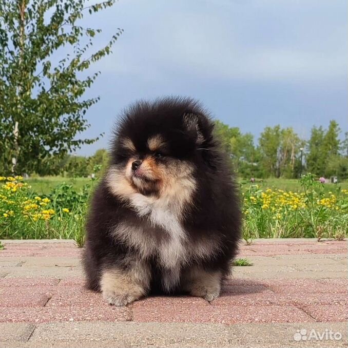 Мальчик миниатюрного шпица