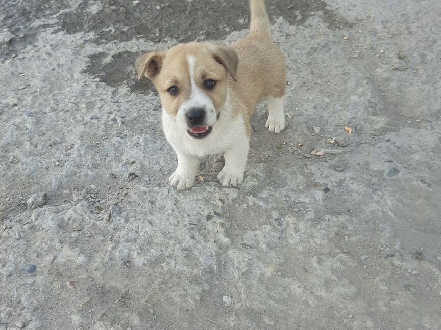 Собаки бесплатно в добрые руки щенки