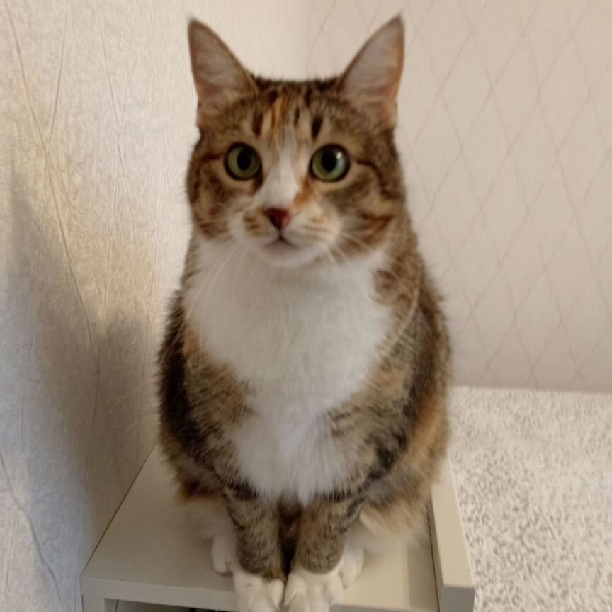 Кошка 6 лет