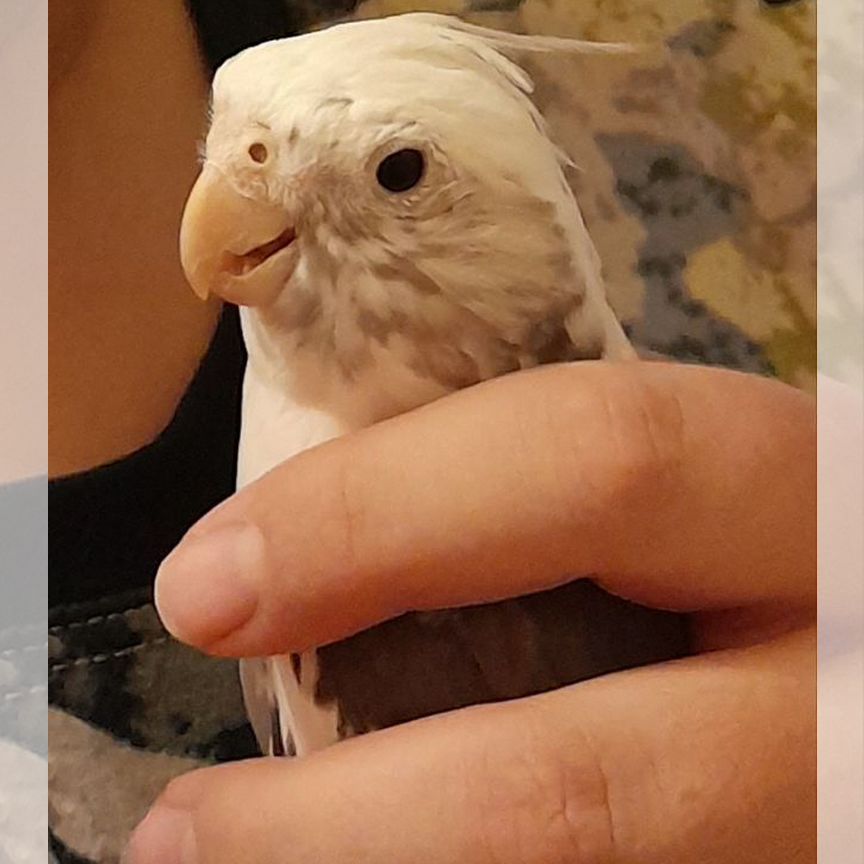 Попугай Корелла девочка