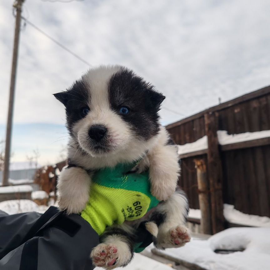 Сибирский хаски, щенок
