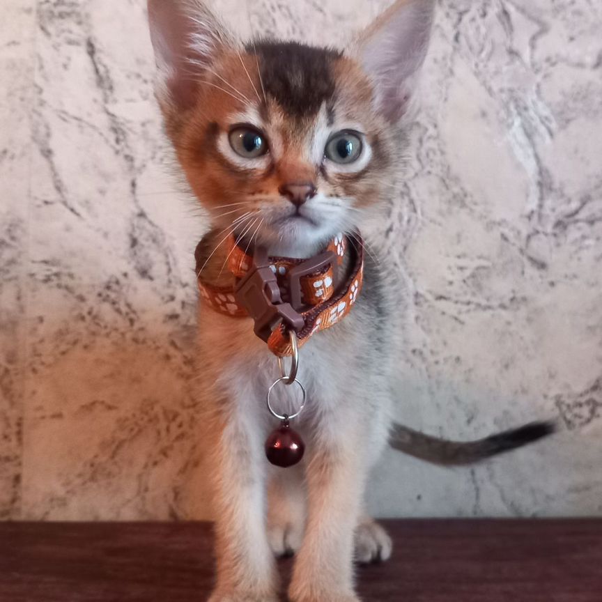Абиссинские котята