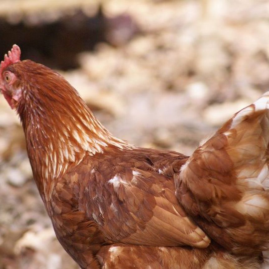 Несушки высокой яйценоскости 8 мес