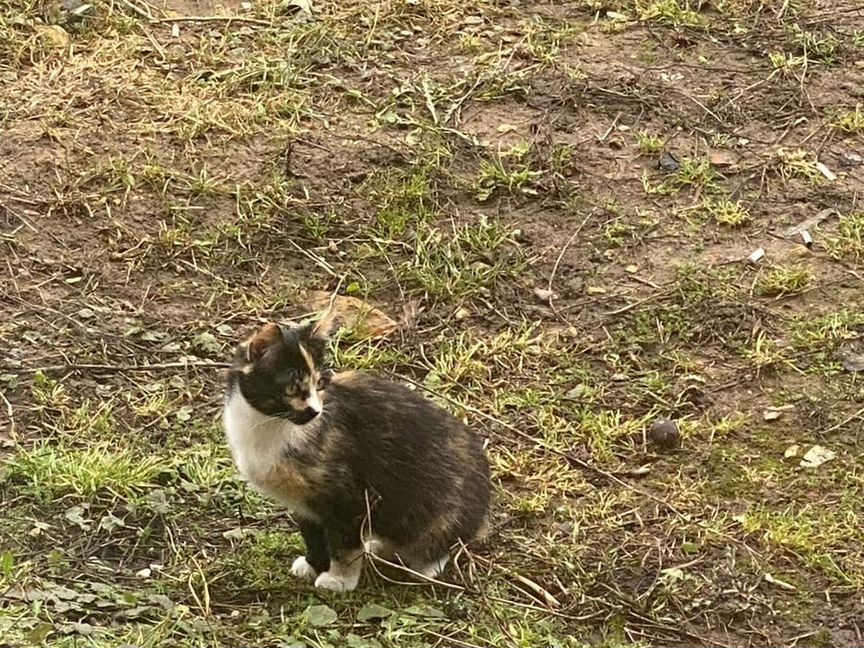 Котёнок, подросток, на улице