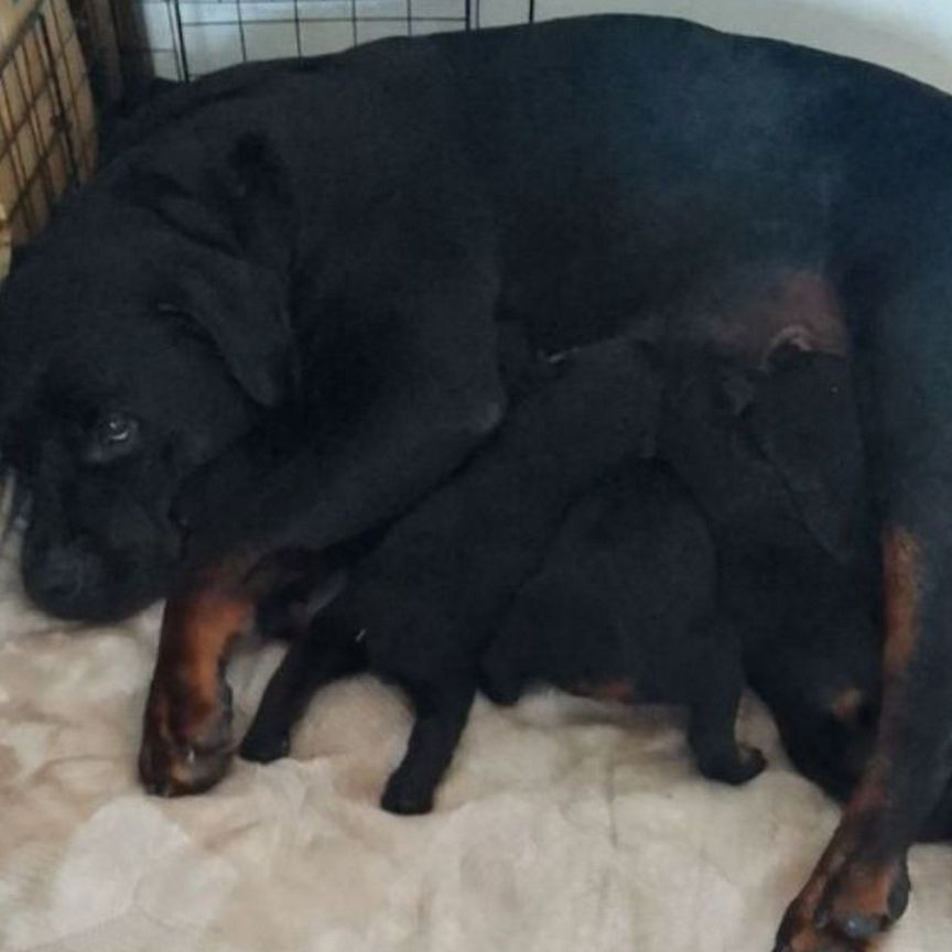 Ротвейлер, щенок