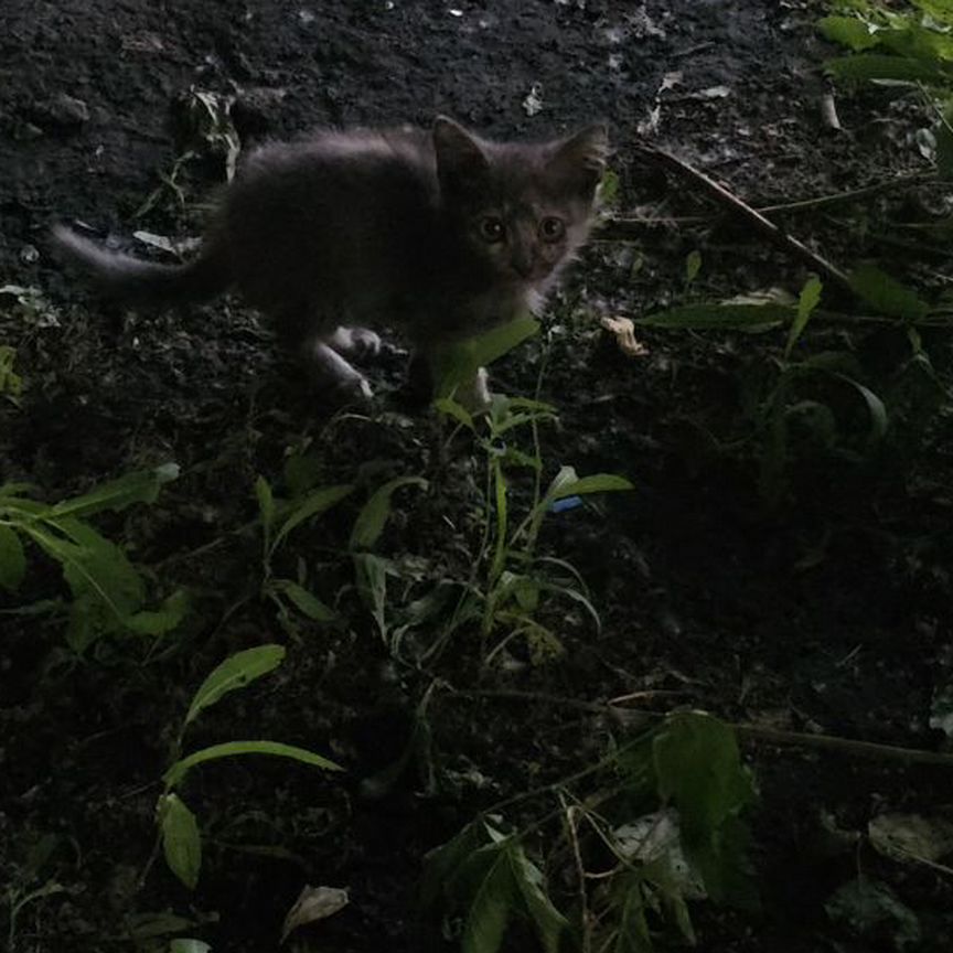 Котенок