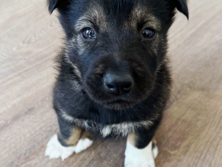 Три щеночка ищут дом В добрые руки