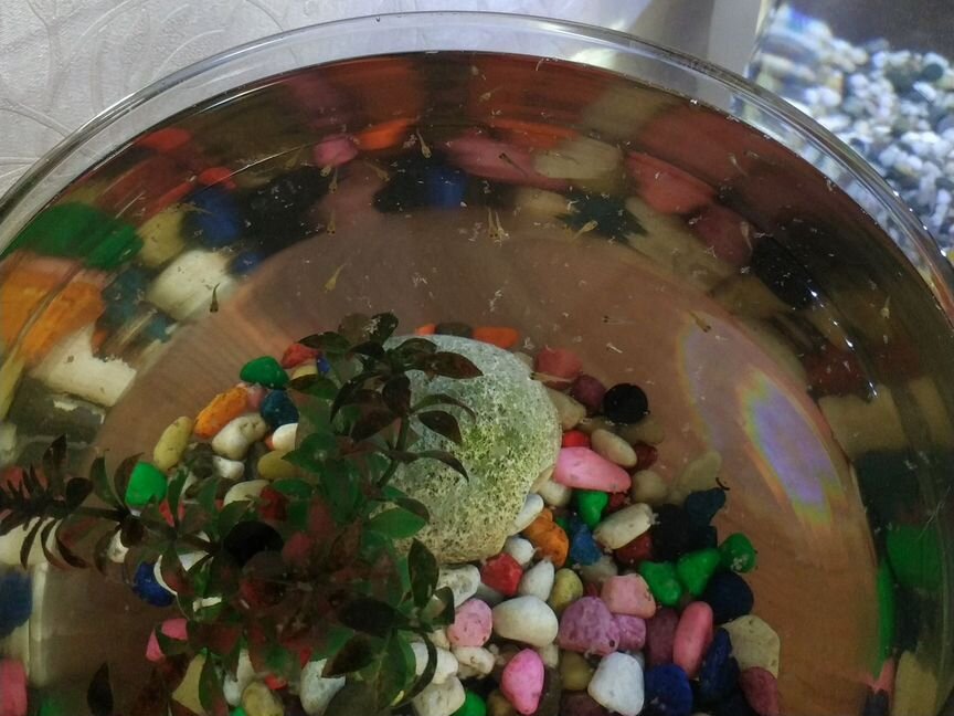 Мальки гуппи