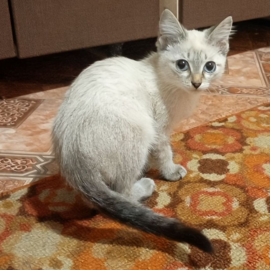 Котёнок в добрые руки