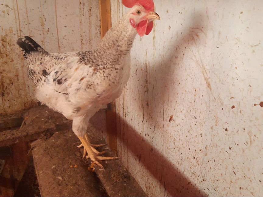 Продам петухов
