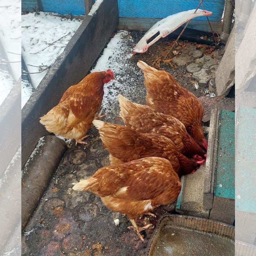 Куры несушки