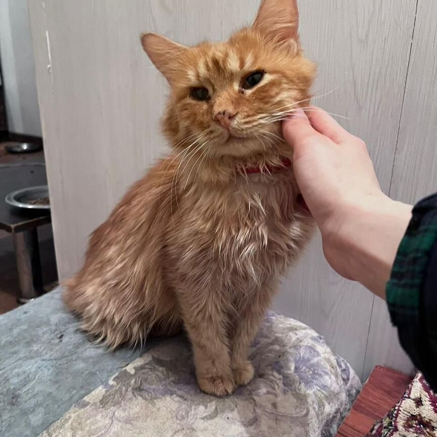 Особенный рыжик кот в добрые руки