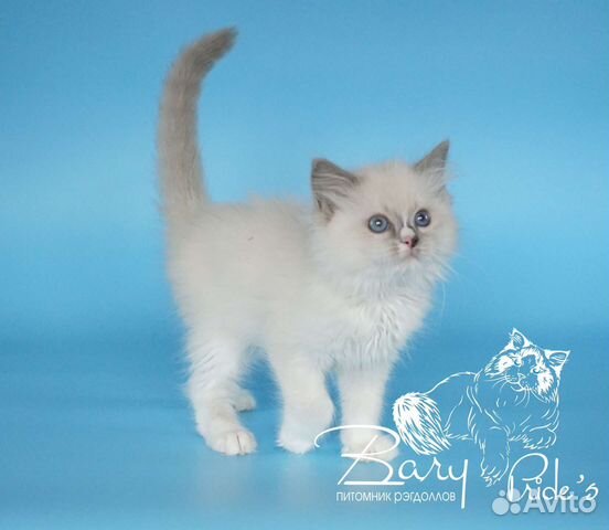 Котята рэгдолл. малыш Рики