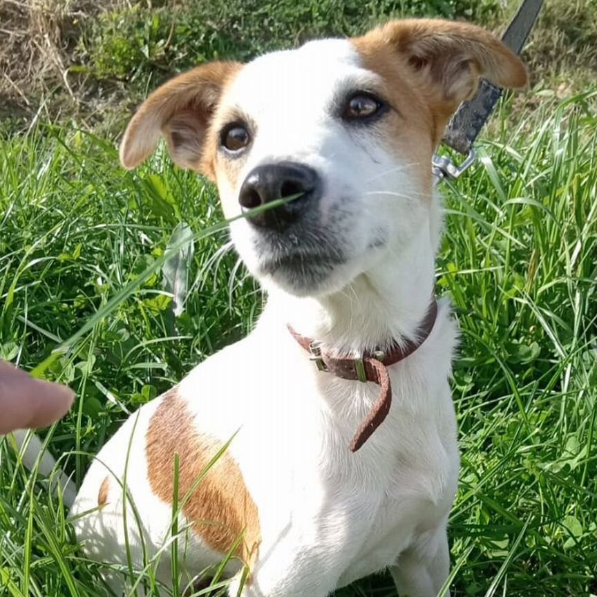 Джек-рассел-терьер, взрослый пёс