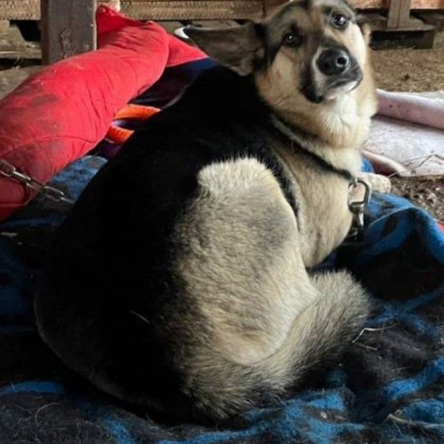 Взрослая собака в добрые руки