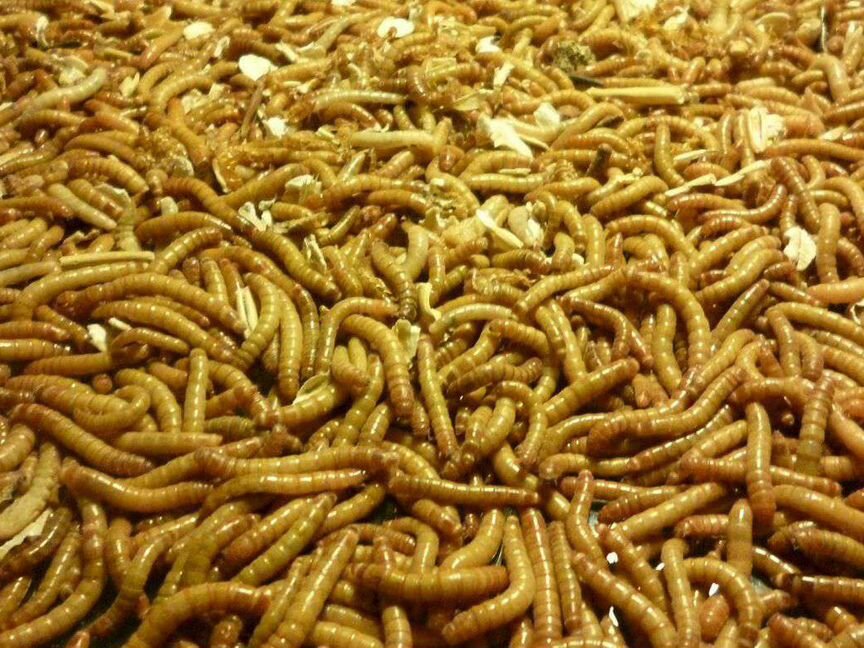 Мучник, зофобас