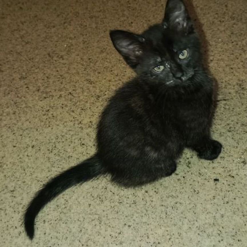 Котёнок в добрые руки