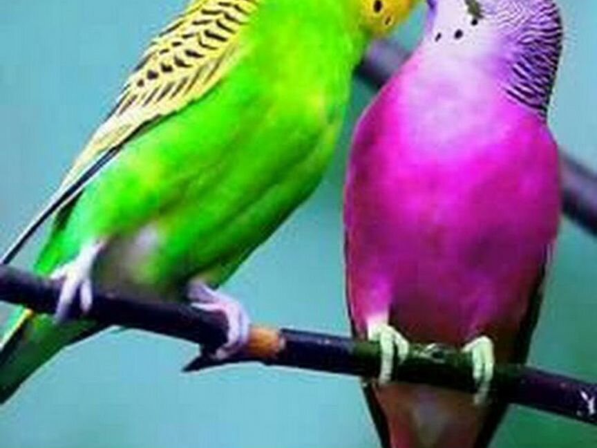 Волнистый попугай