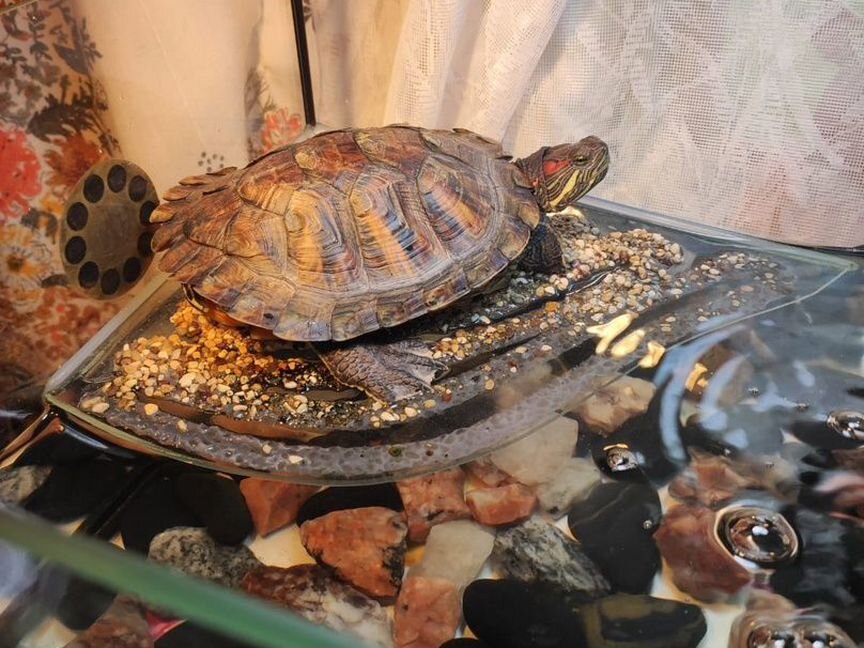 Отдам красноухую черепаху в добрые руки