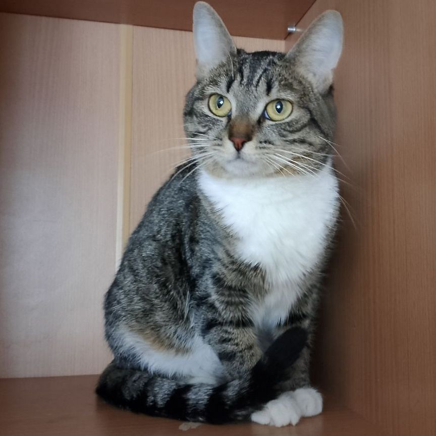 Взрослая, кошка в добрые руки