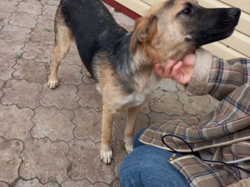 Фенотип овчарки