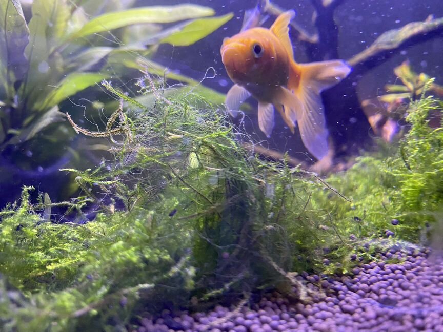 Золотая рыбка Комета