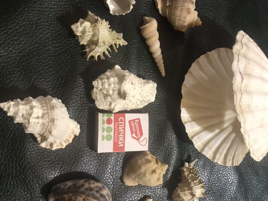 Набор морских ракушек
