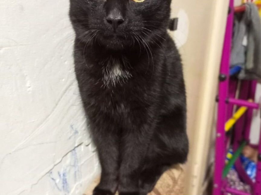Котик