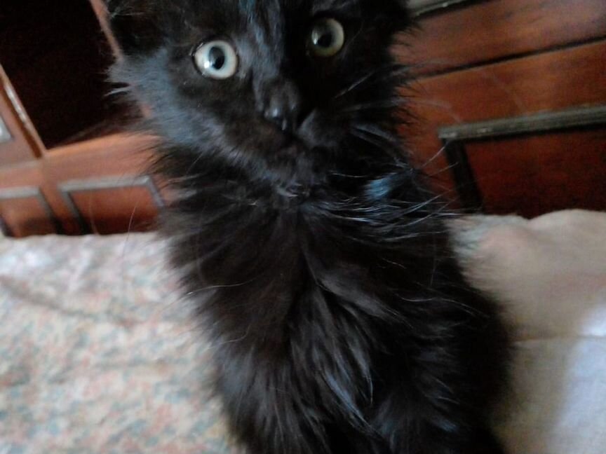 Котёнок в добрые руки