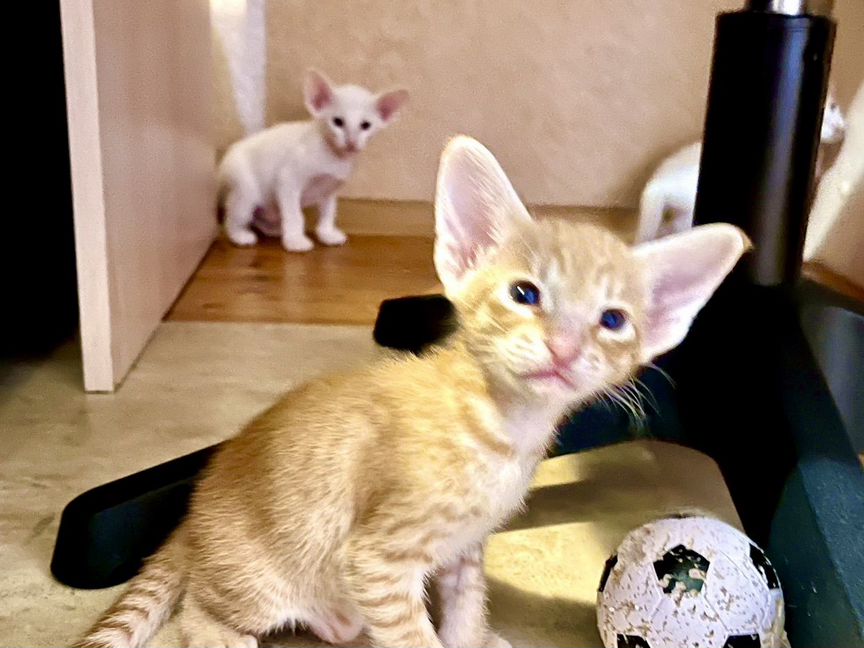 Ориентальная