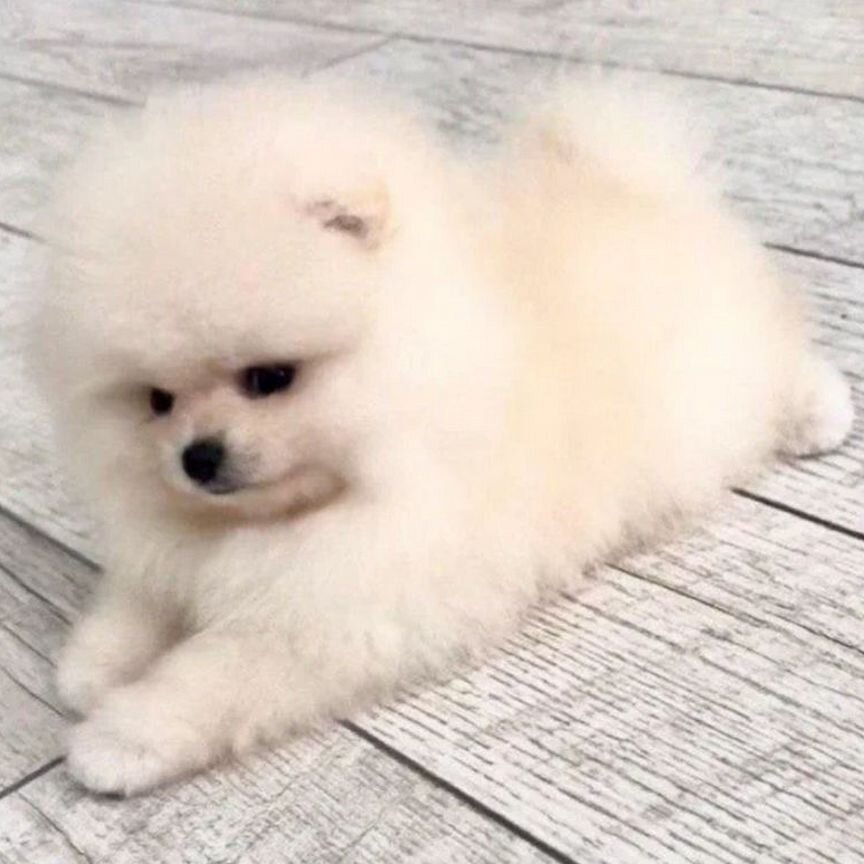 Померанский шпиц мини