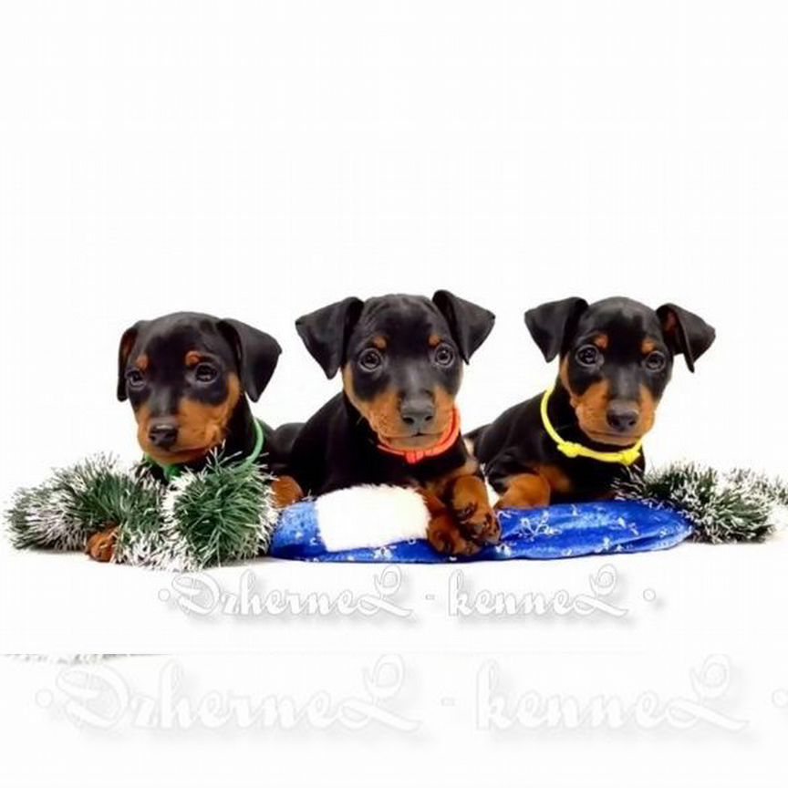 Цвергпинчер, щенок