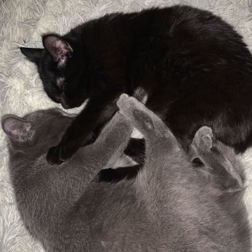 Котята в добрые руки