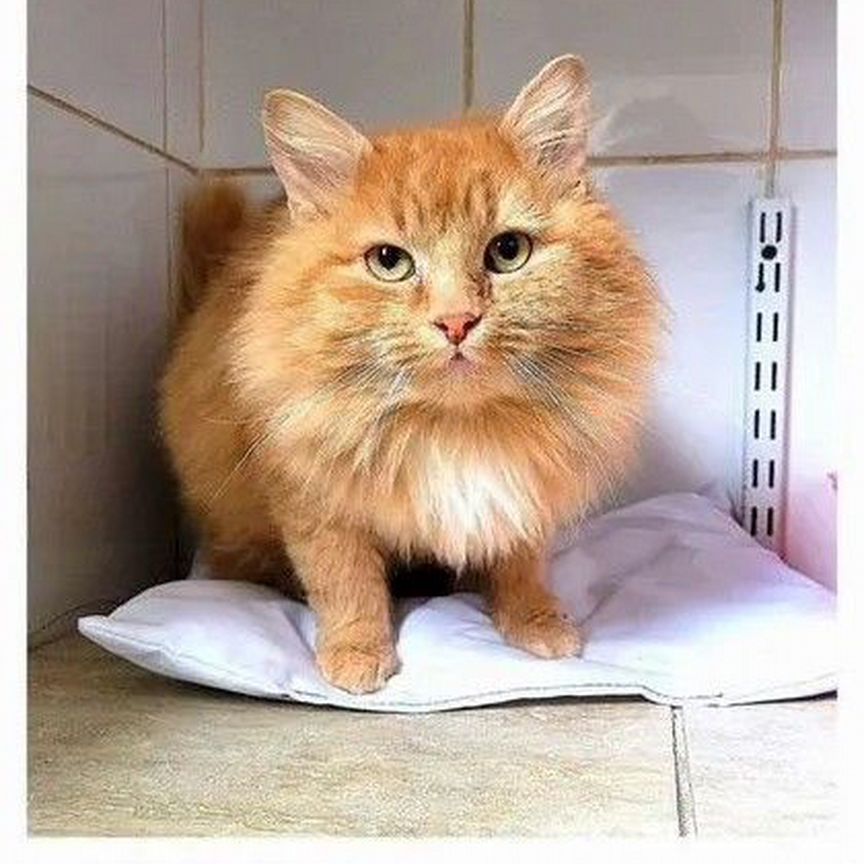 Ищем дом