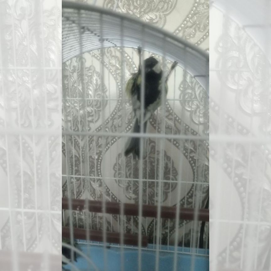 Птица большая синица