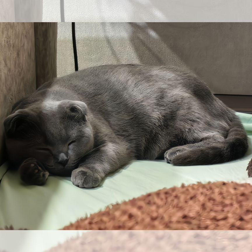 Шотландский вислоухий короткошёрстный кот, взрослый