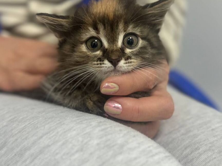 Котенок девочка в добрые руки