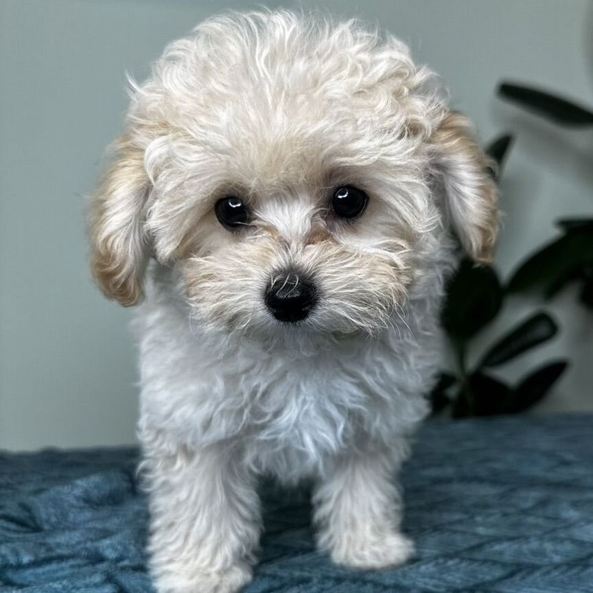 Мальтипу, щенок