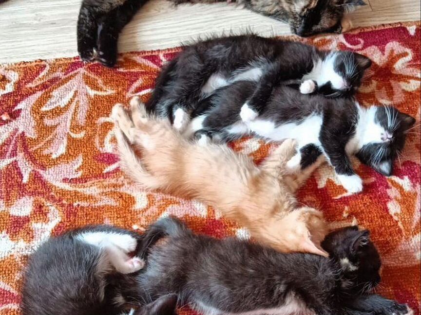 Котят хотят выставить на улицу из квартиры