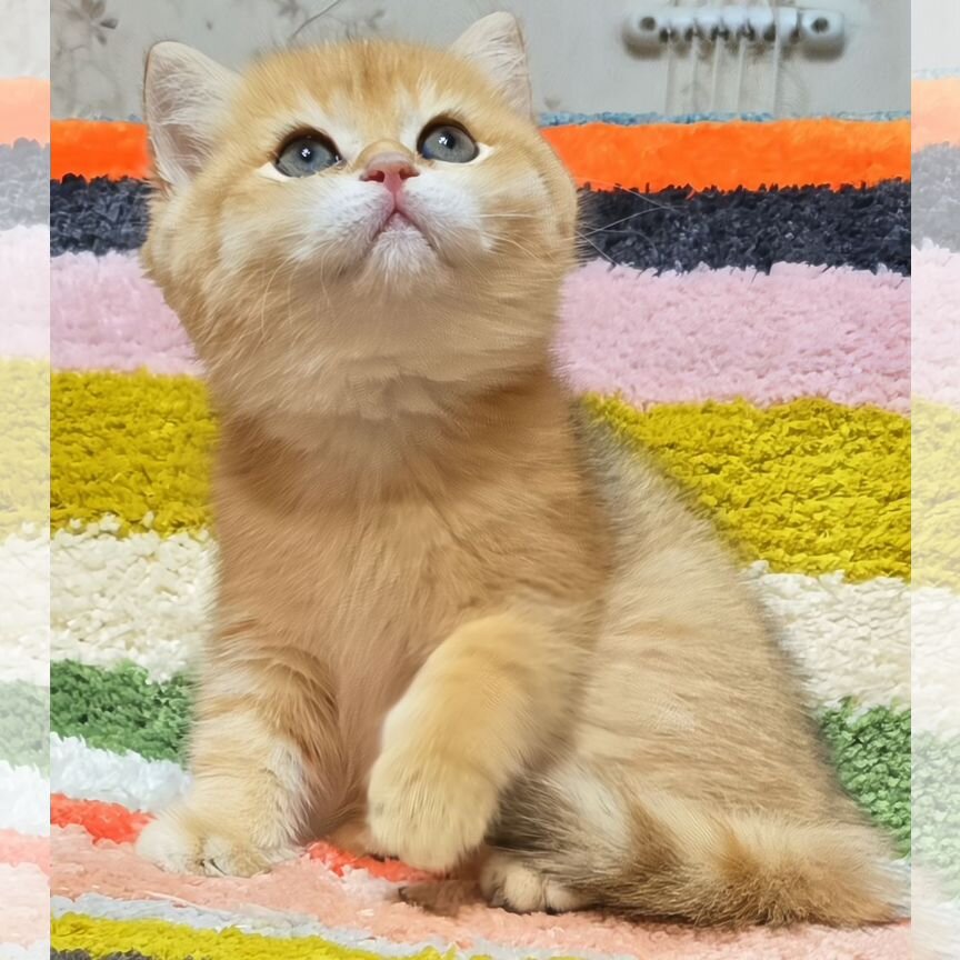 Британский короткошёрстный котёнок